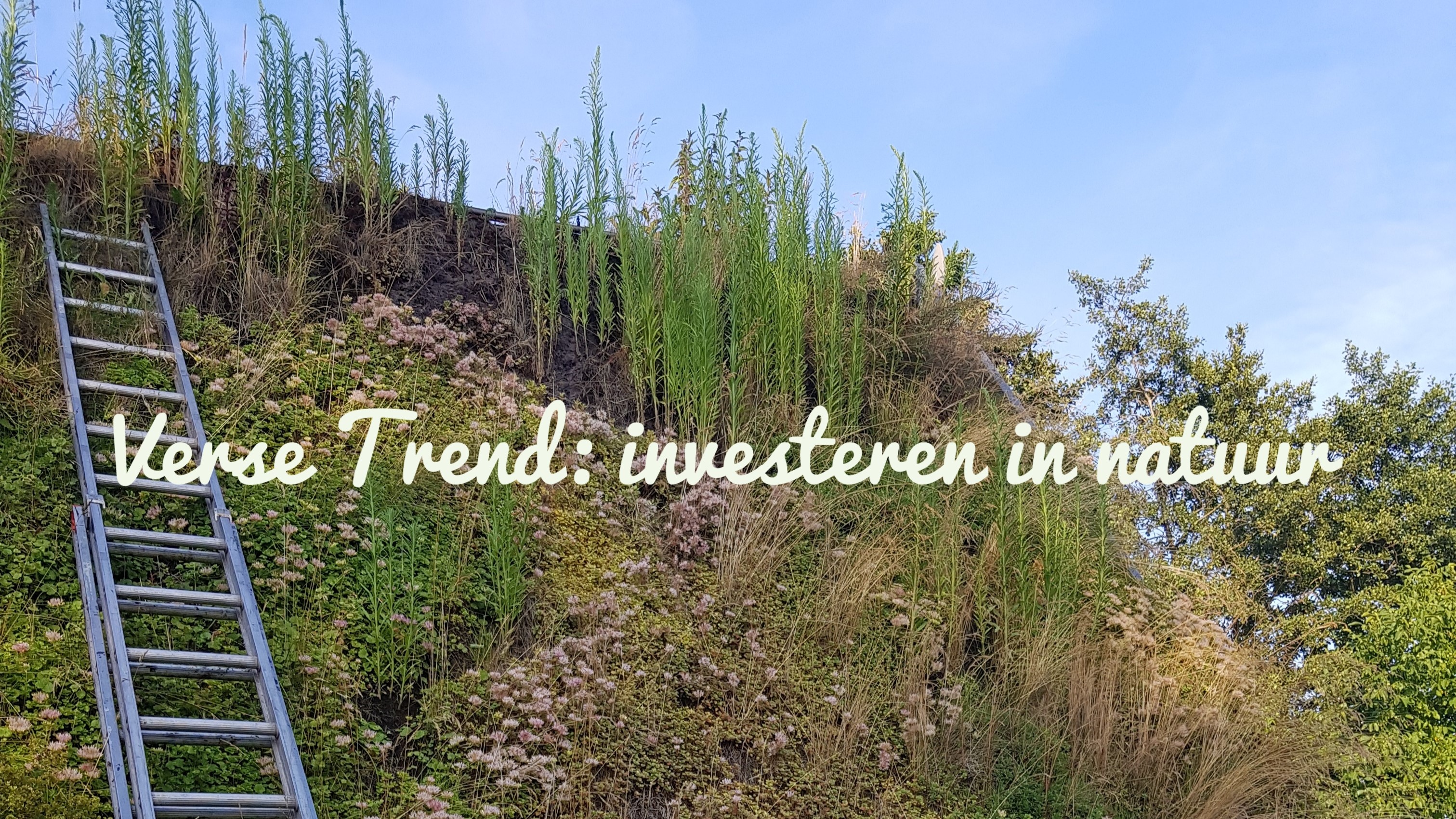 Verse Trend: Investeer je geld in... meer natuur! - DailyGreenspiration