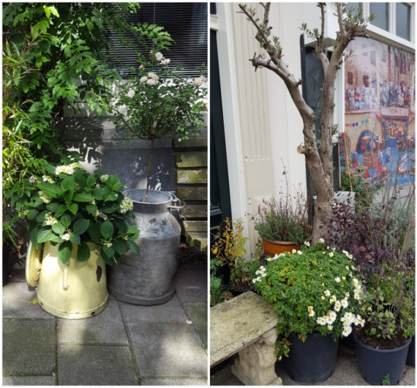Tips & trucs uit de geveltuinen van Amsterdam - DailyGreenspiration