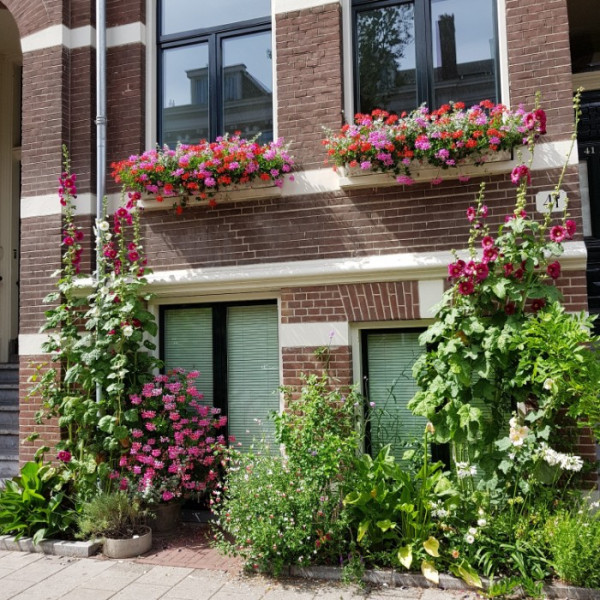 Tips & trucs uit de geveltuinen van Amsterdam - DailyGreenspiration