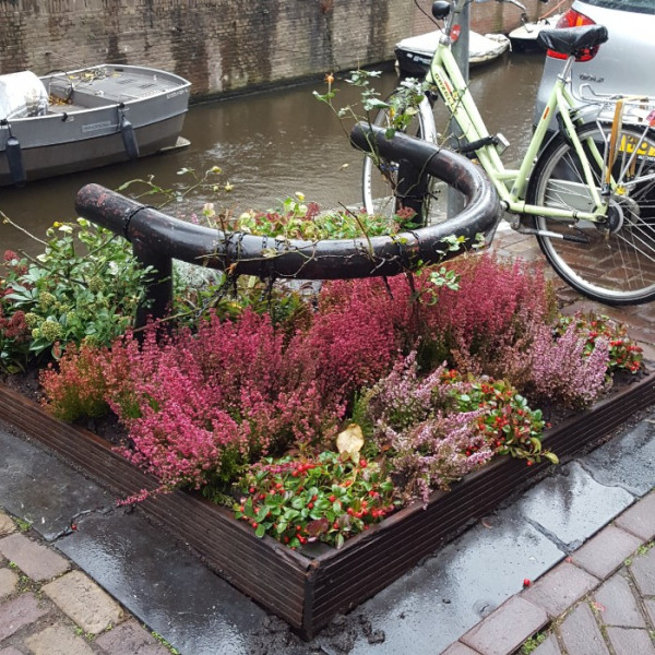 Tips & trucs uit de geveltuinen van Amsterdam - DailyGreenspiration