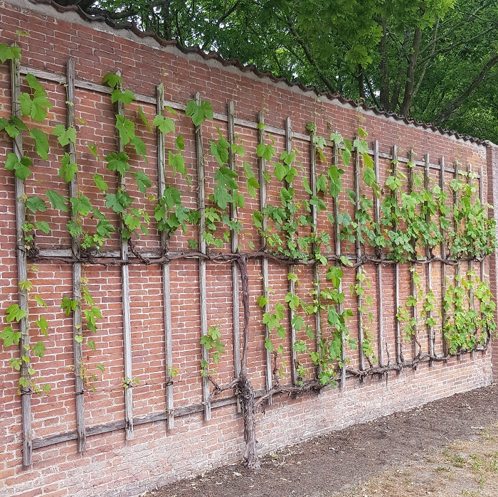 De oude traditie van leifruitbomen herleeft - DailyGreenspiration