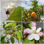 De oude traditie van leifruitbomen herleeft - DailyGreenspiration