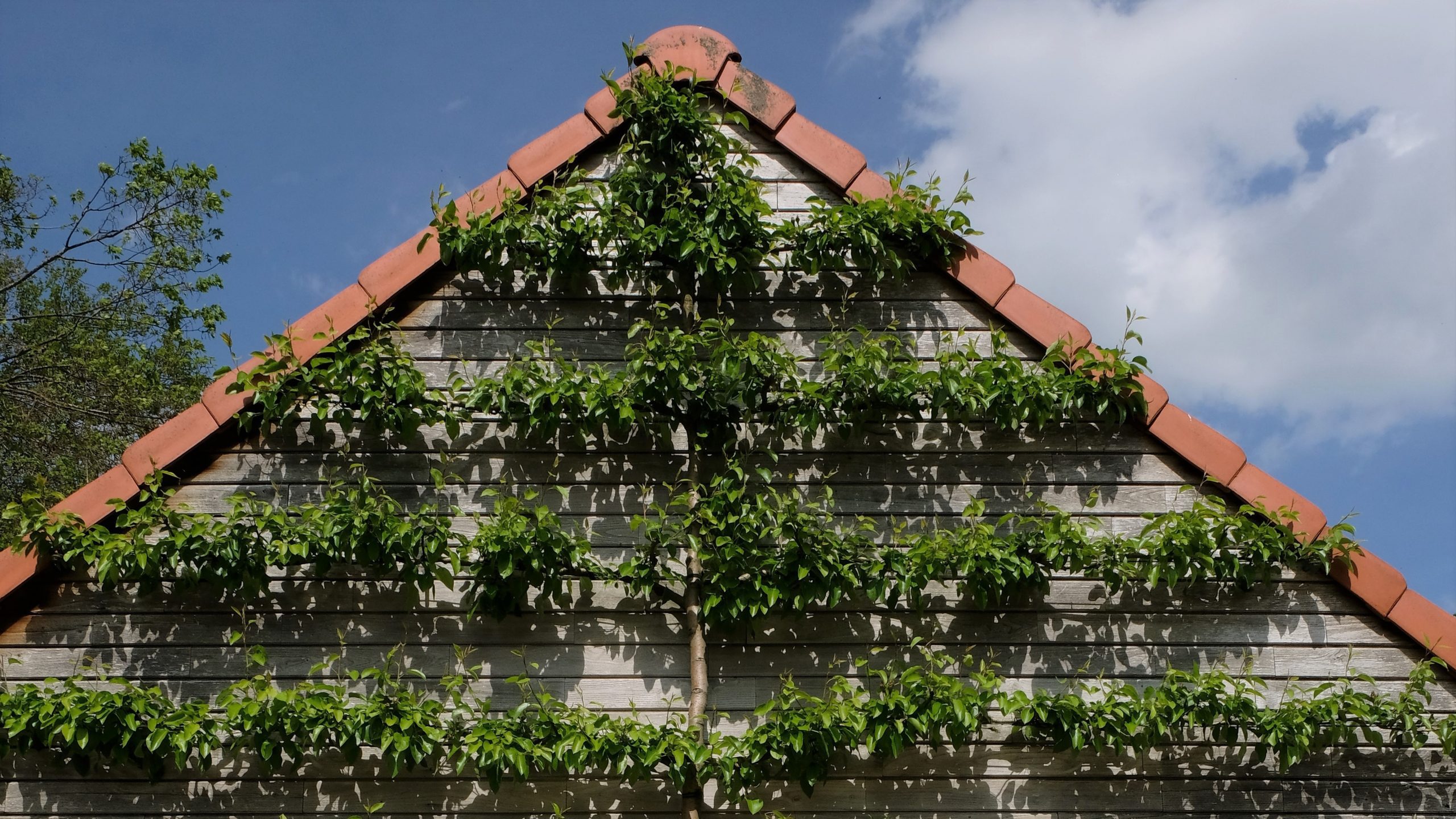 De oude traditie van leifruitbomen herleeft - DailyGreenspiration