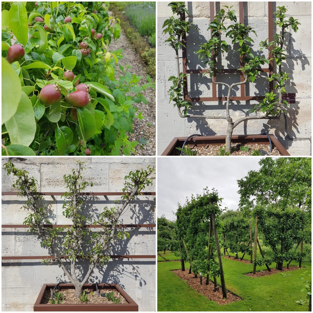 De oude traditie van leifruitbomen herleeft - DailyGreenspiration
