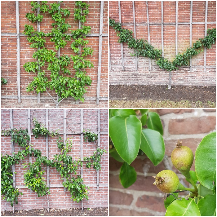 De oude traditie van leifruitbomen herleeft - DailyGreenspiration