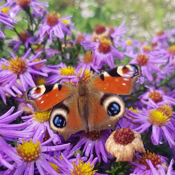 Zo maak je een vrolijke vlindertuin * 11 tips + plantlijst ...