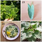 Mijn april-challenge: elke dag onkruid eten - DailyGreenspiration