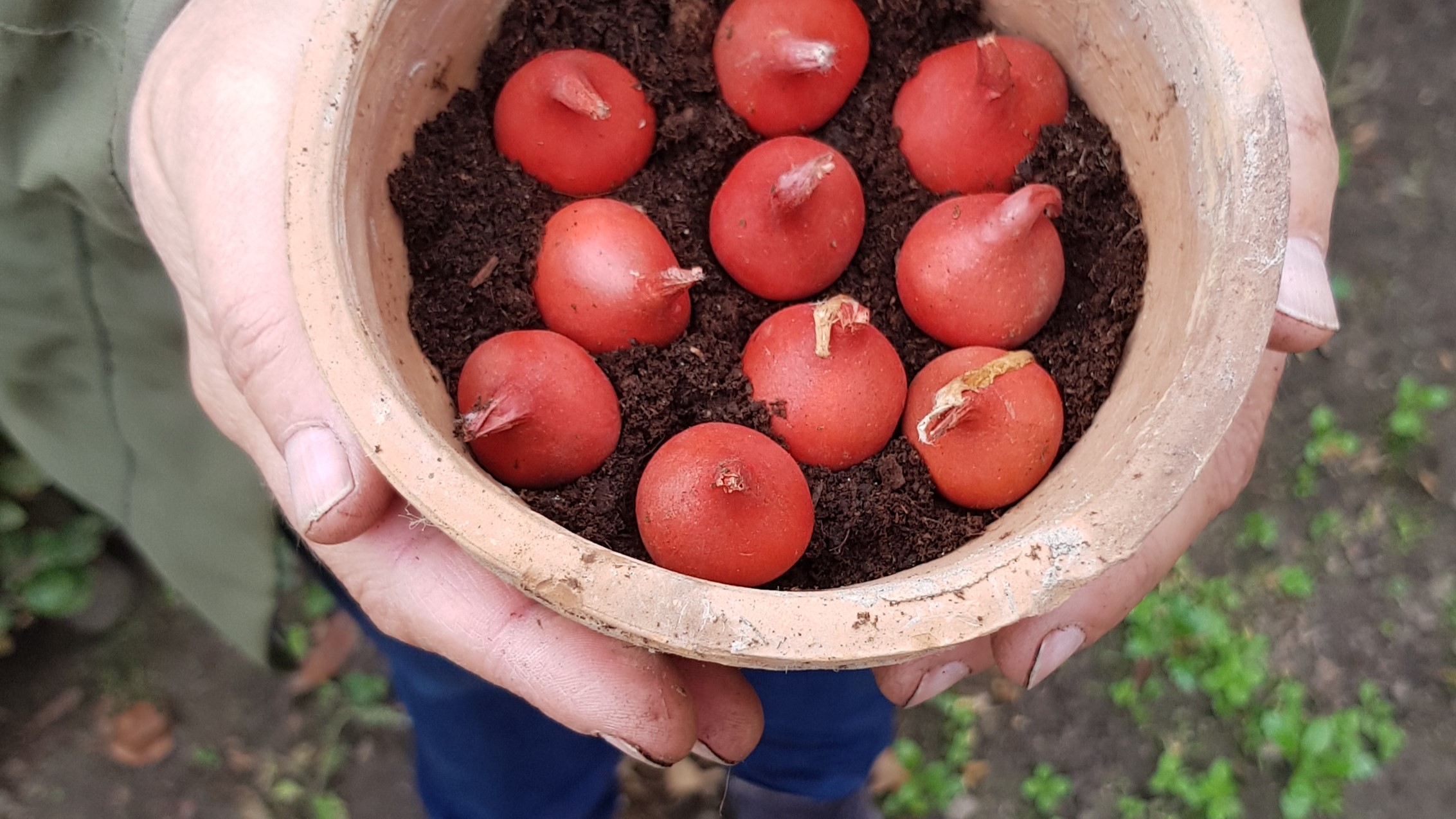 Zo plant je bollen in een pot - DailyGreenspiration