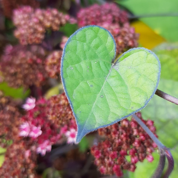 Hup de hoogte in met klimmende erwt, kers of winde - DailyGreenspiration