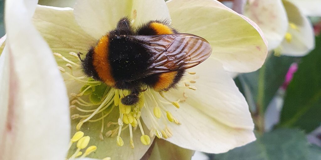 Zo maak je een kalebas-vogelhuisje ⋆ DailyGreenspiration