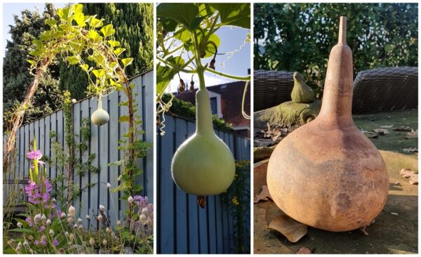 Zo maak je een kalebas-vogelhuisje - DailyGreenspiration