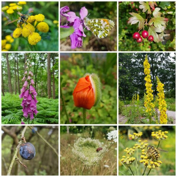 Inheemse planten voor de tuin