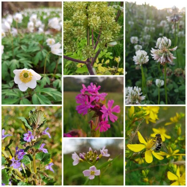 Inheemse planten voor de tuin